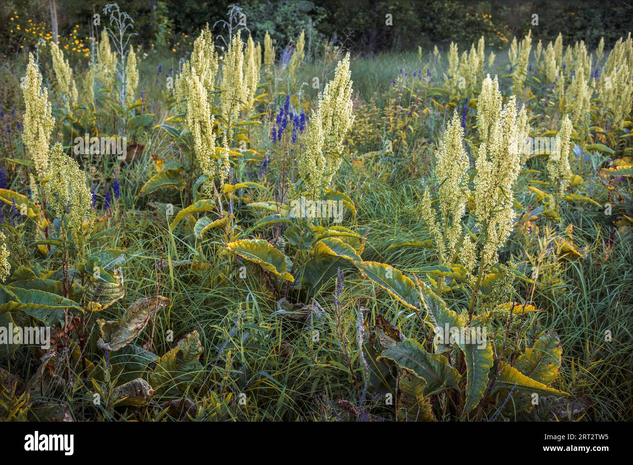 The White Germer, also called White Germer, is a species of plant from ...