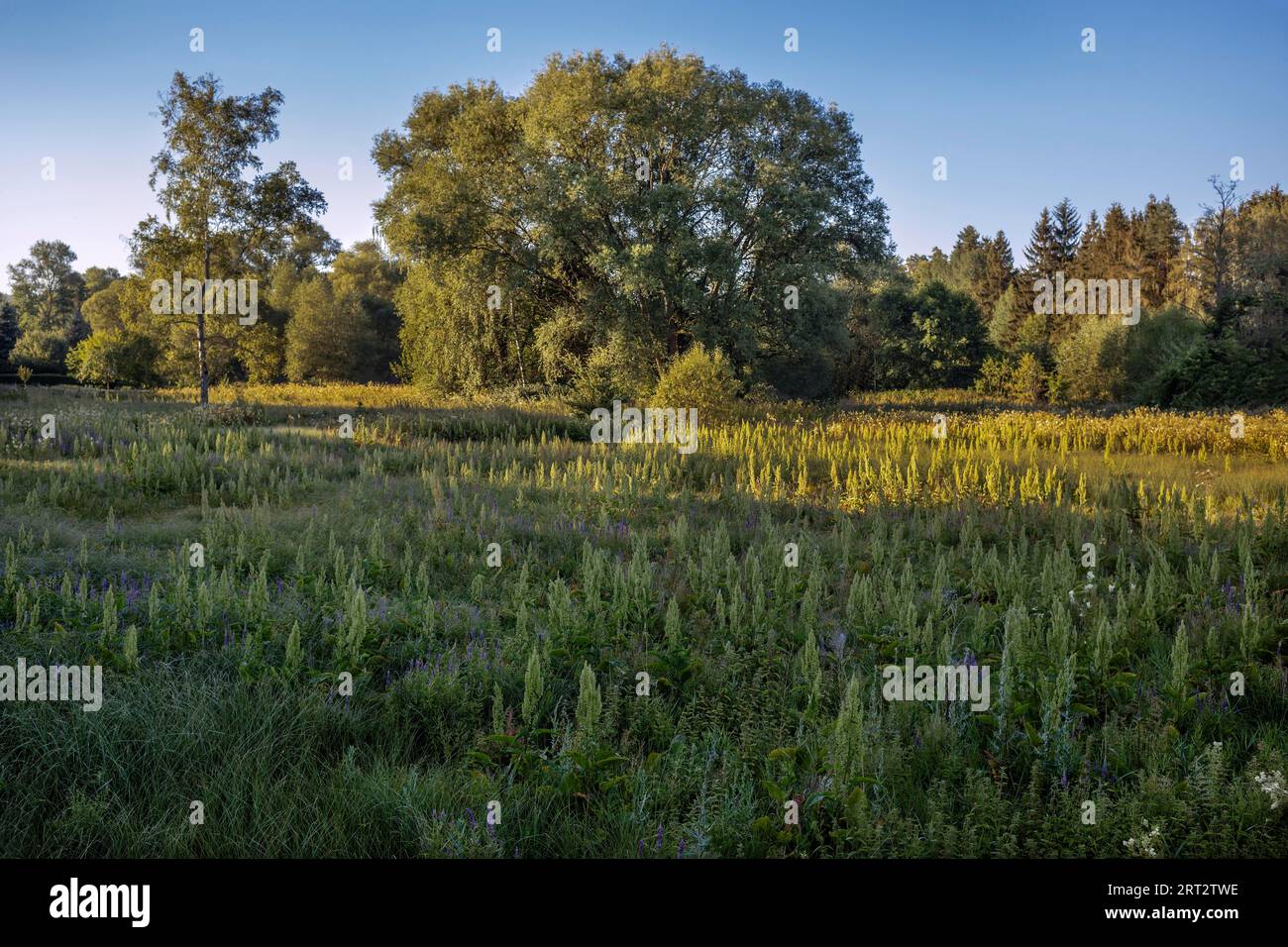 Wetland meadow hi-res stock photography and images - Alamy