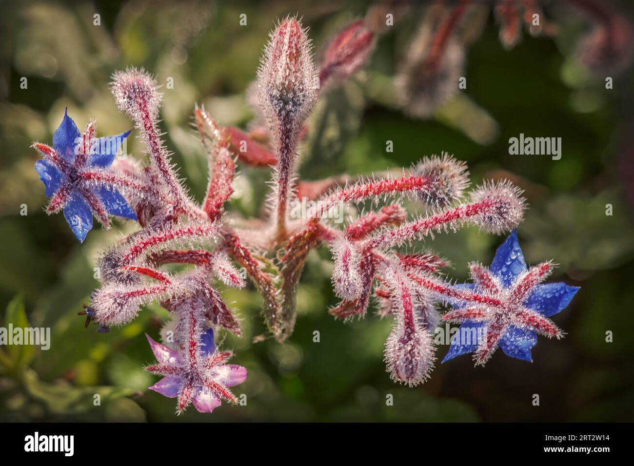 A borage family hi-res stock photography and images - Alamy