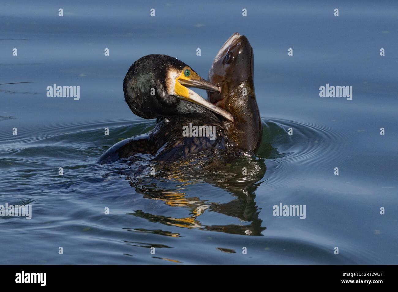 Huge cormorant hi-res stock photography and images - Alamy