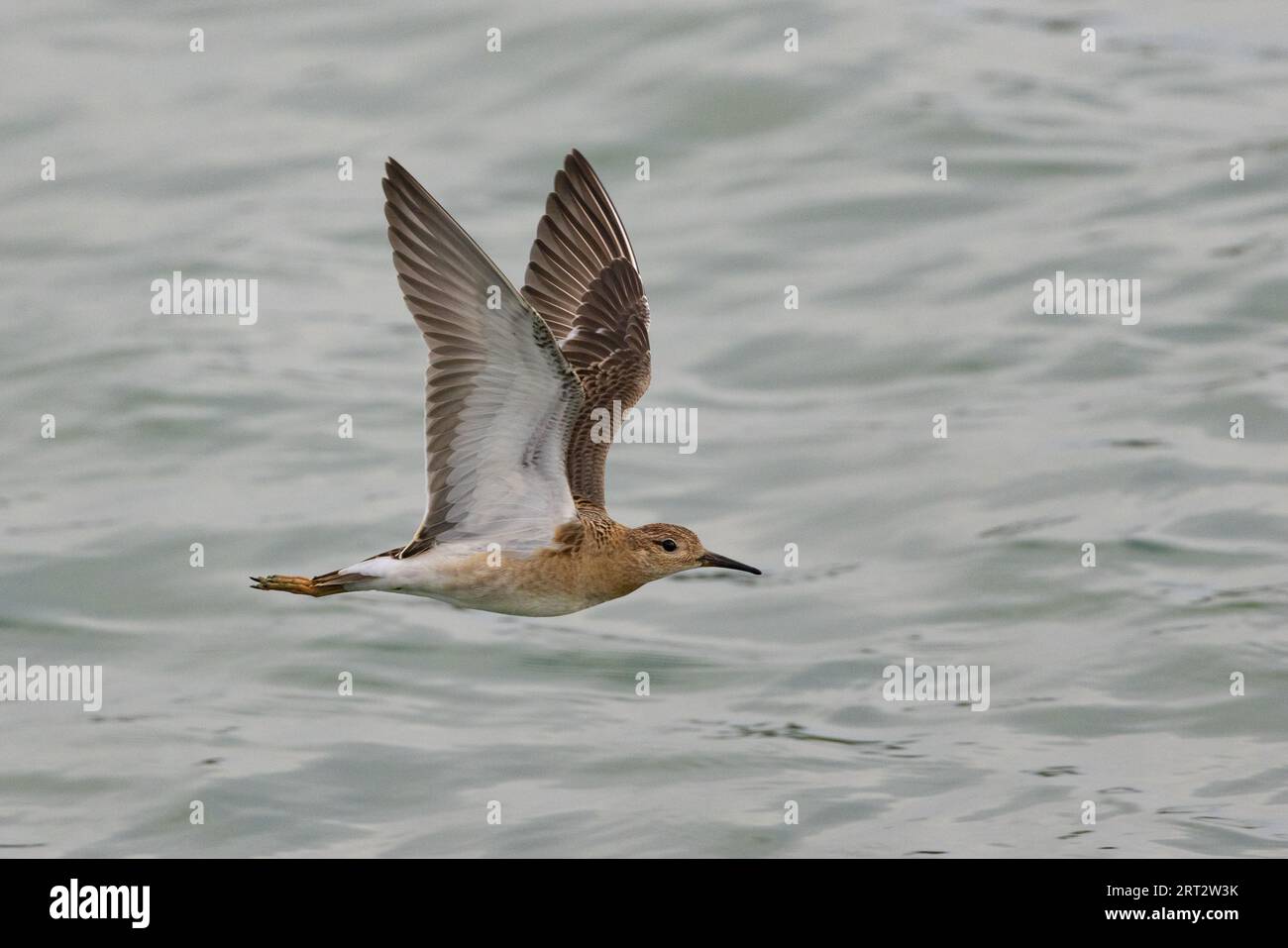 Ruff in flight hi-res stock photography and images - Alamy
