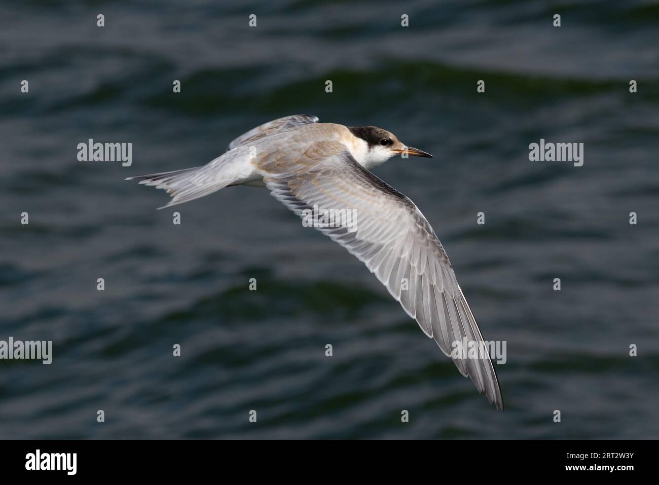 Juvenile common tern in flight hi-res stock photography and images - Alamy