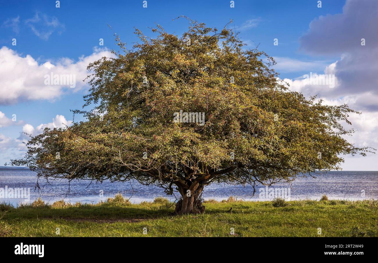 The Greifswalder Bodden is a bodden on the southern coast of the ...