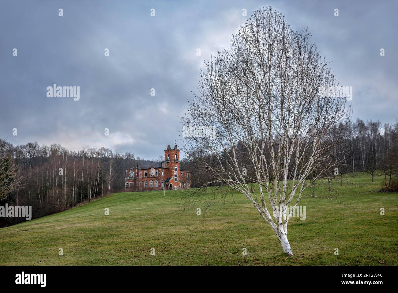 The birch tree in front of the old villa Stock Photo - Alamy