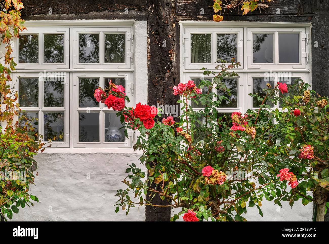 The flowers in front of the windows Stock Photo - Alamy