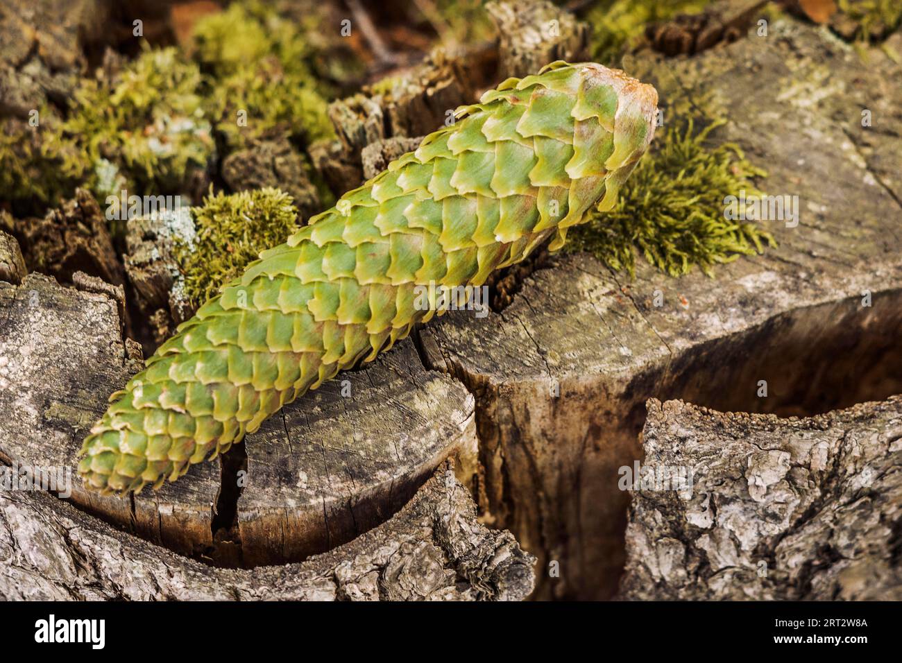 The green spruce cone Stock Photo - Alamy