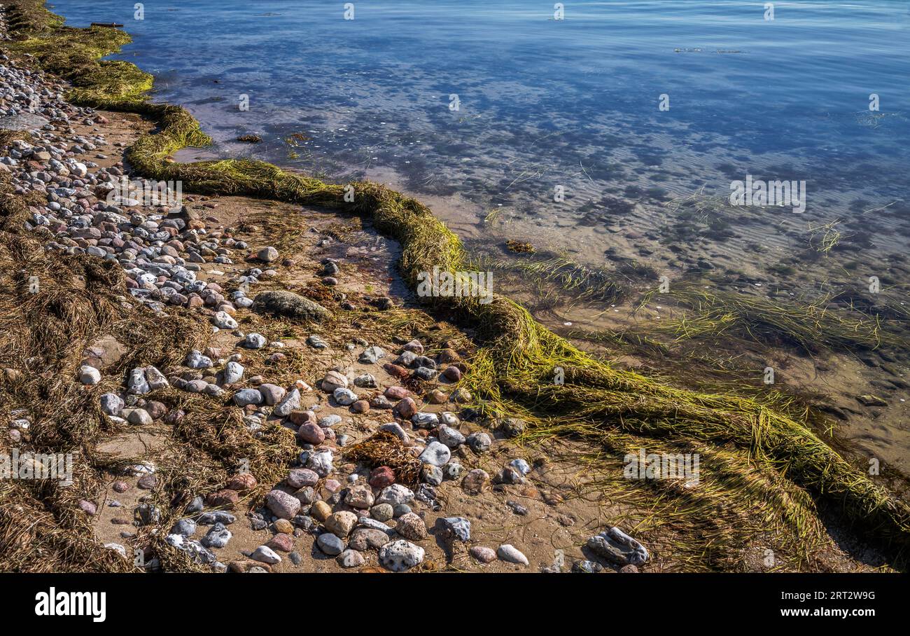Sea grass, shore snake on the beach Stock Photo - Alamy
