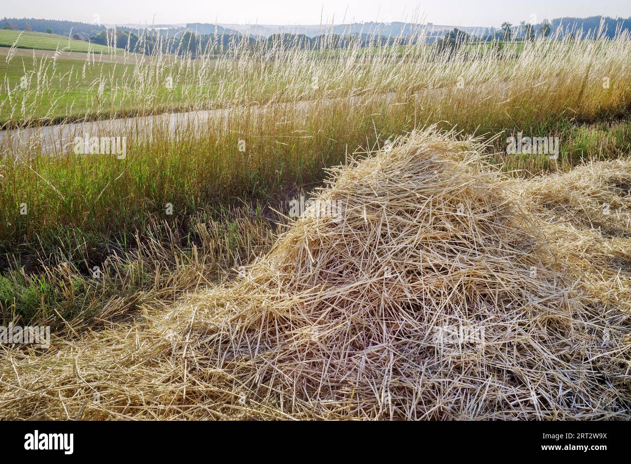Straw grass hi-res stock photography and images - Alamy