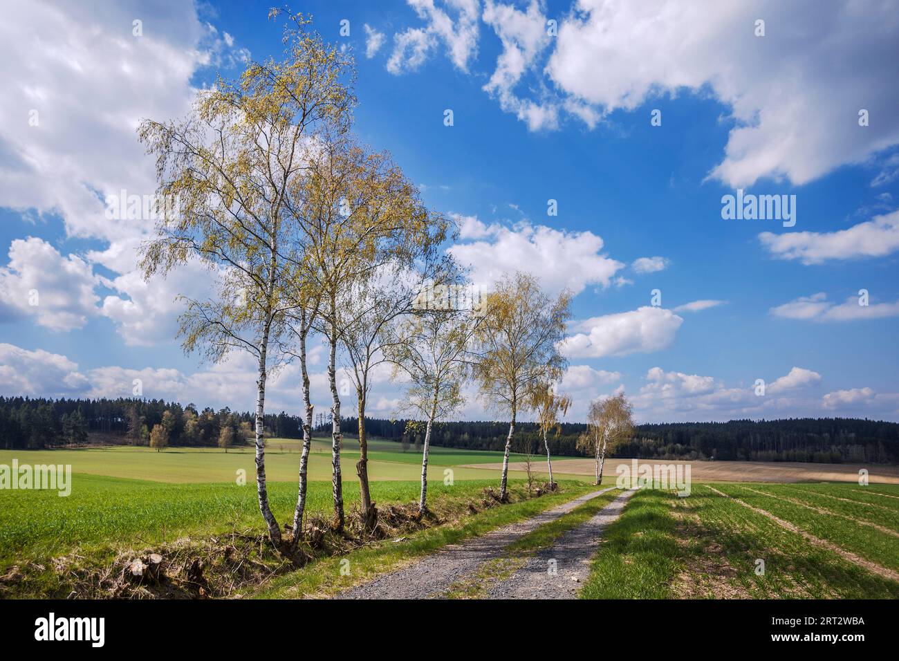 The birch trees along the field path Stock Photo - Alamy