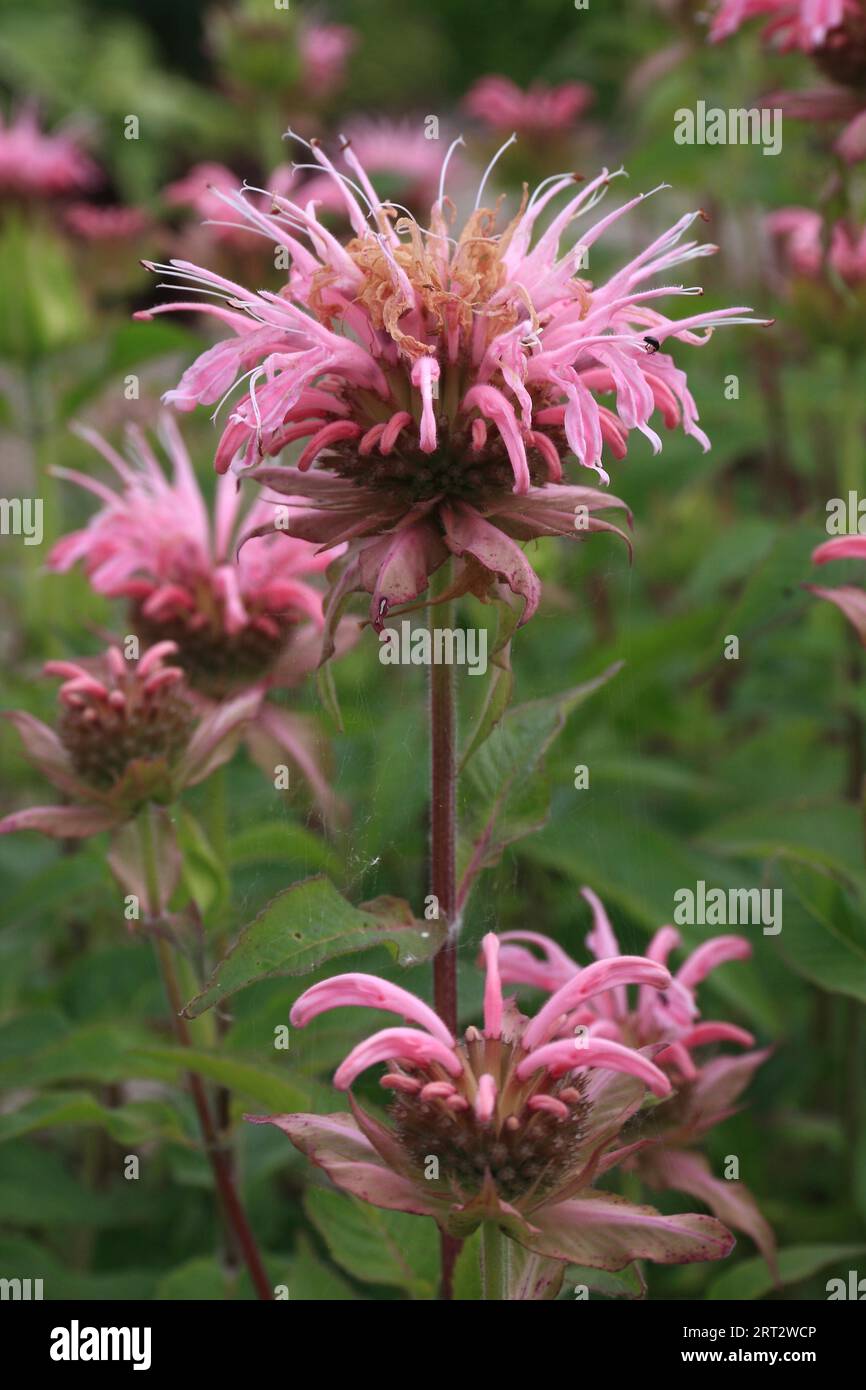 Pink Flowering Indian Nettle Stock Photo - Alamy