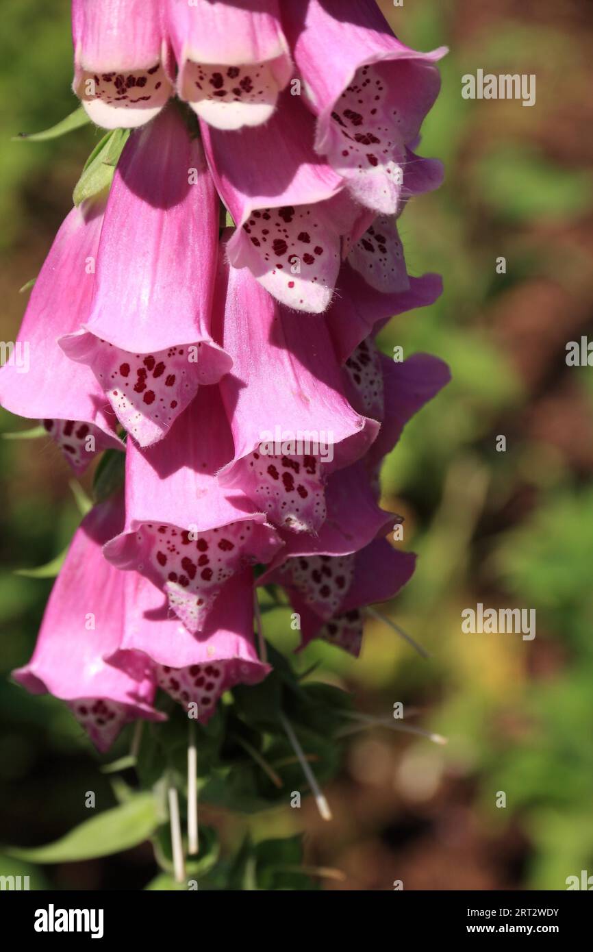 Detail red foxglove, background garden, portrait format Stock Photo - Alamy