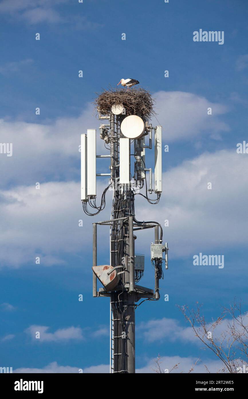 White storks (Ciconia ciconia), nesting on a mobile phone mast and ...