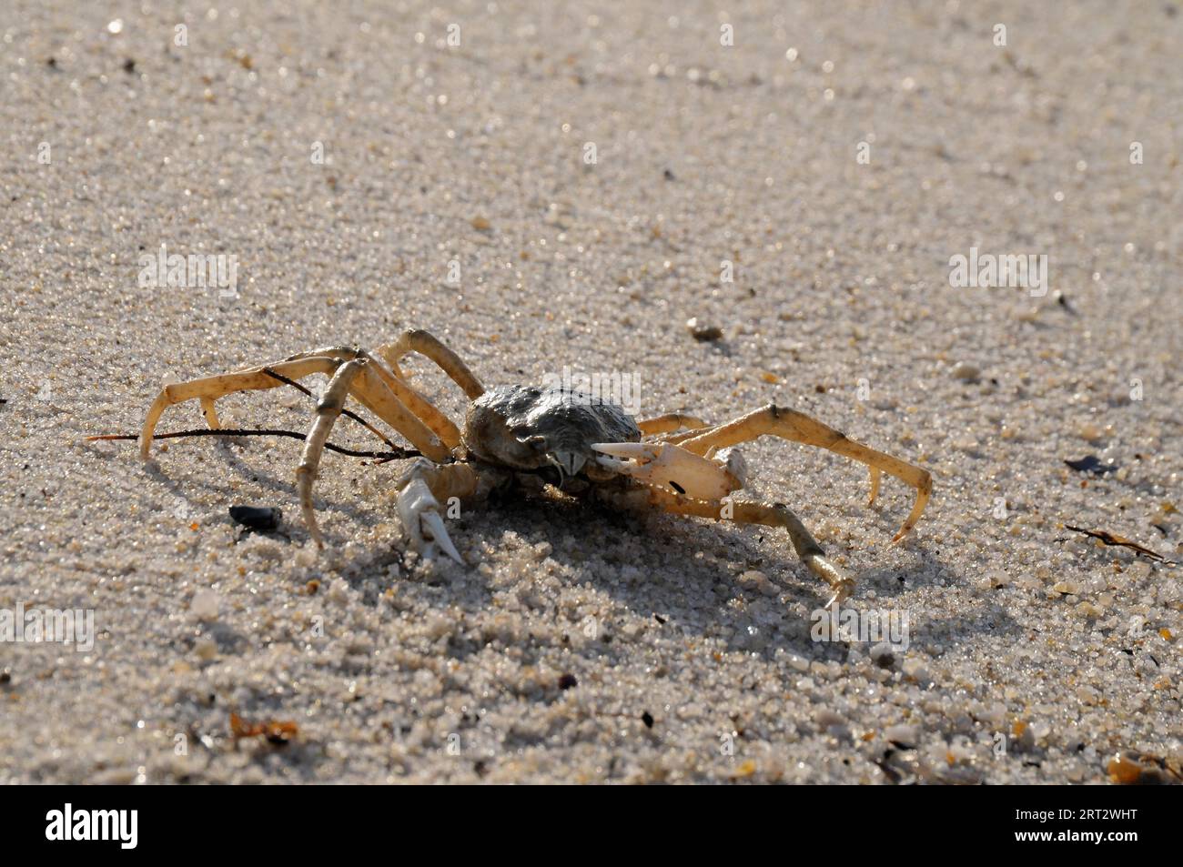 Chinese mitten crab Stock Photo - Alamy