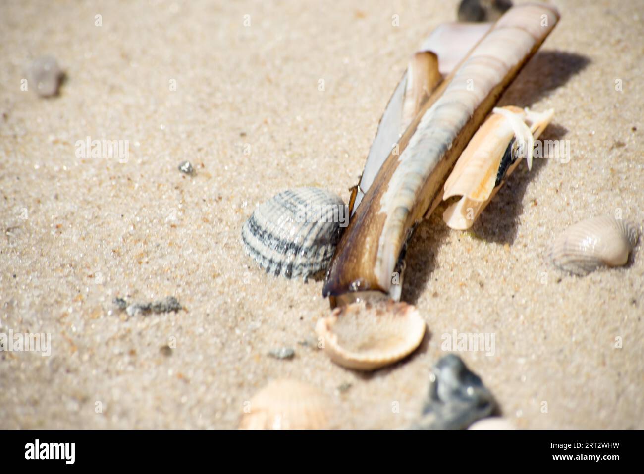 Shells on the beach Stock Photo - Alamy