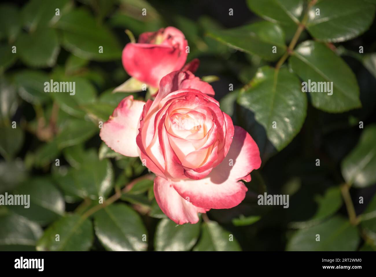 Rose Noble Nostalgia Stock Photo - Alamy