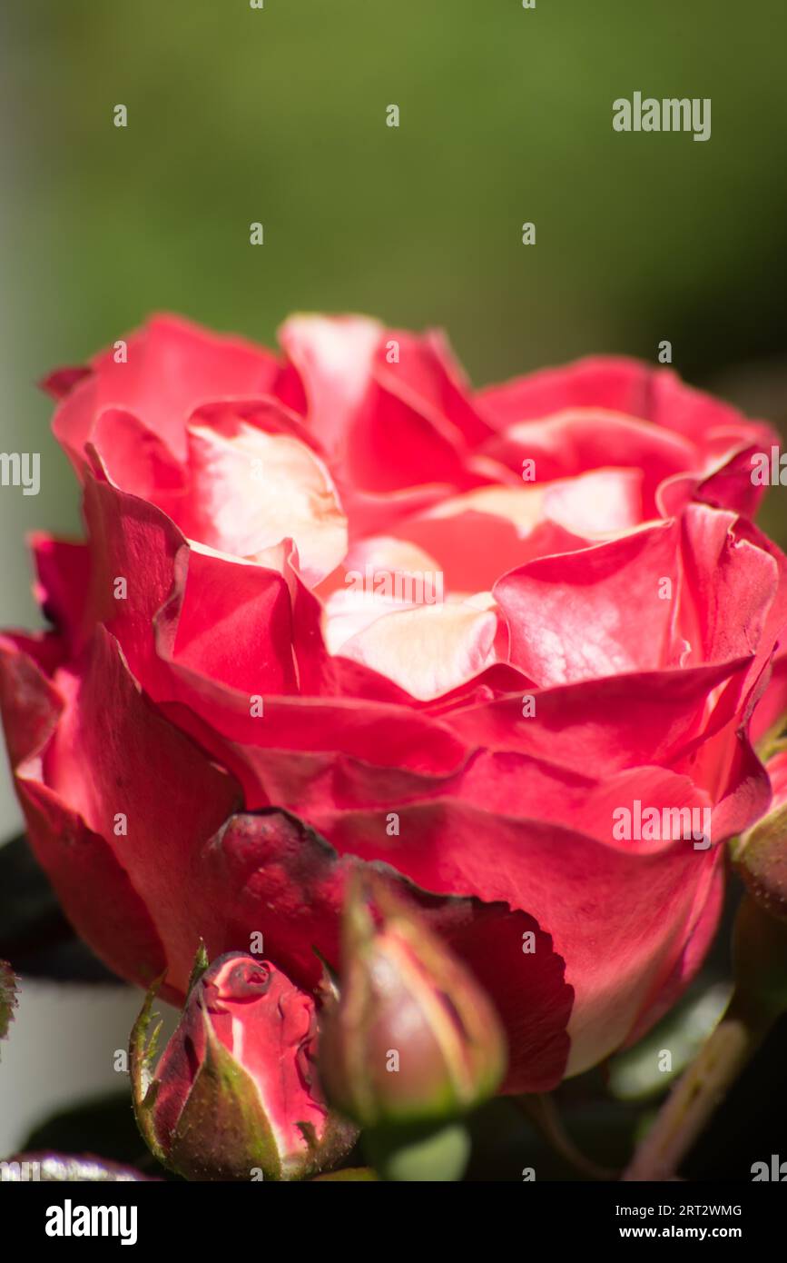 Noble Rose Noble Rose Nostalgia Stock Photo - Alamy