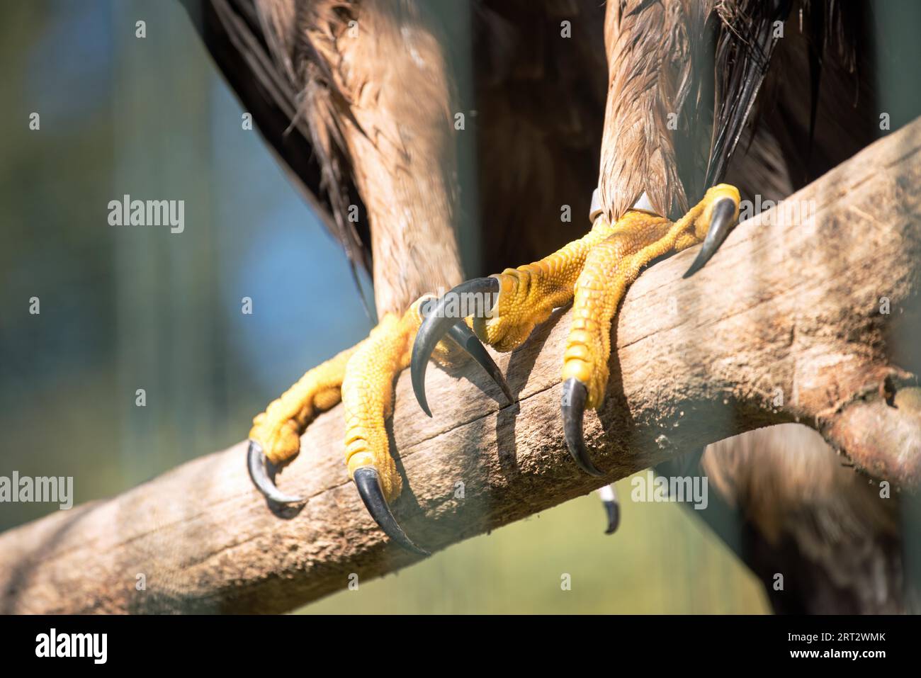 Claws of a bird of prey Stock Photo - Alamy