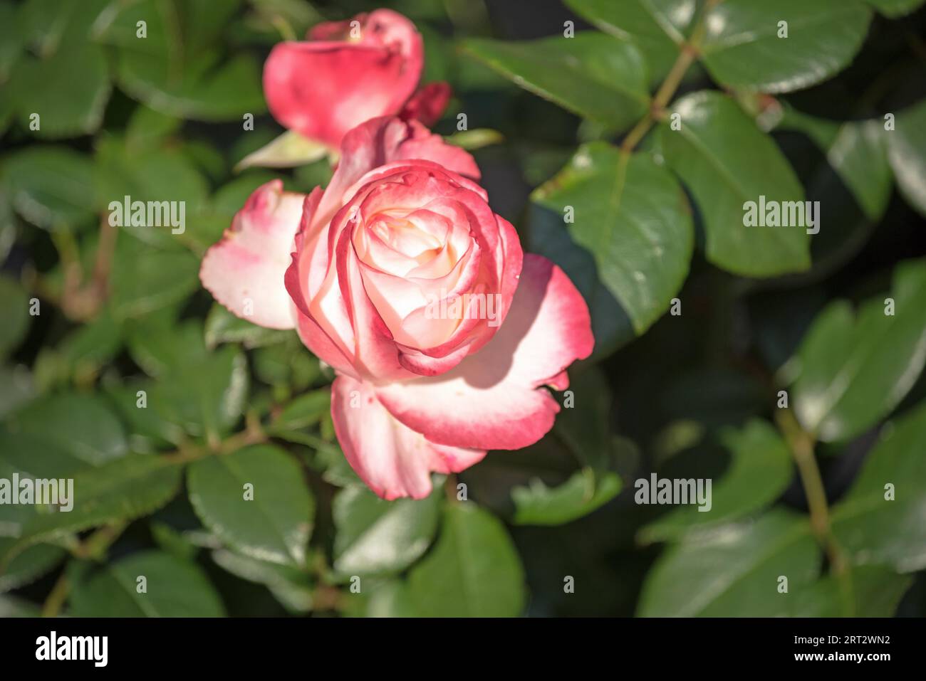 Flower Noble Nostalgia Rose Stock Photo - Alamy