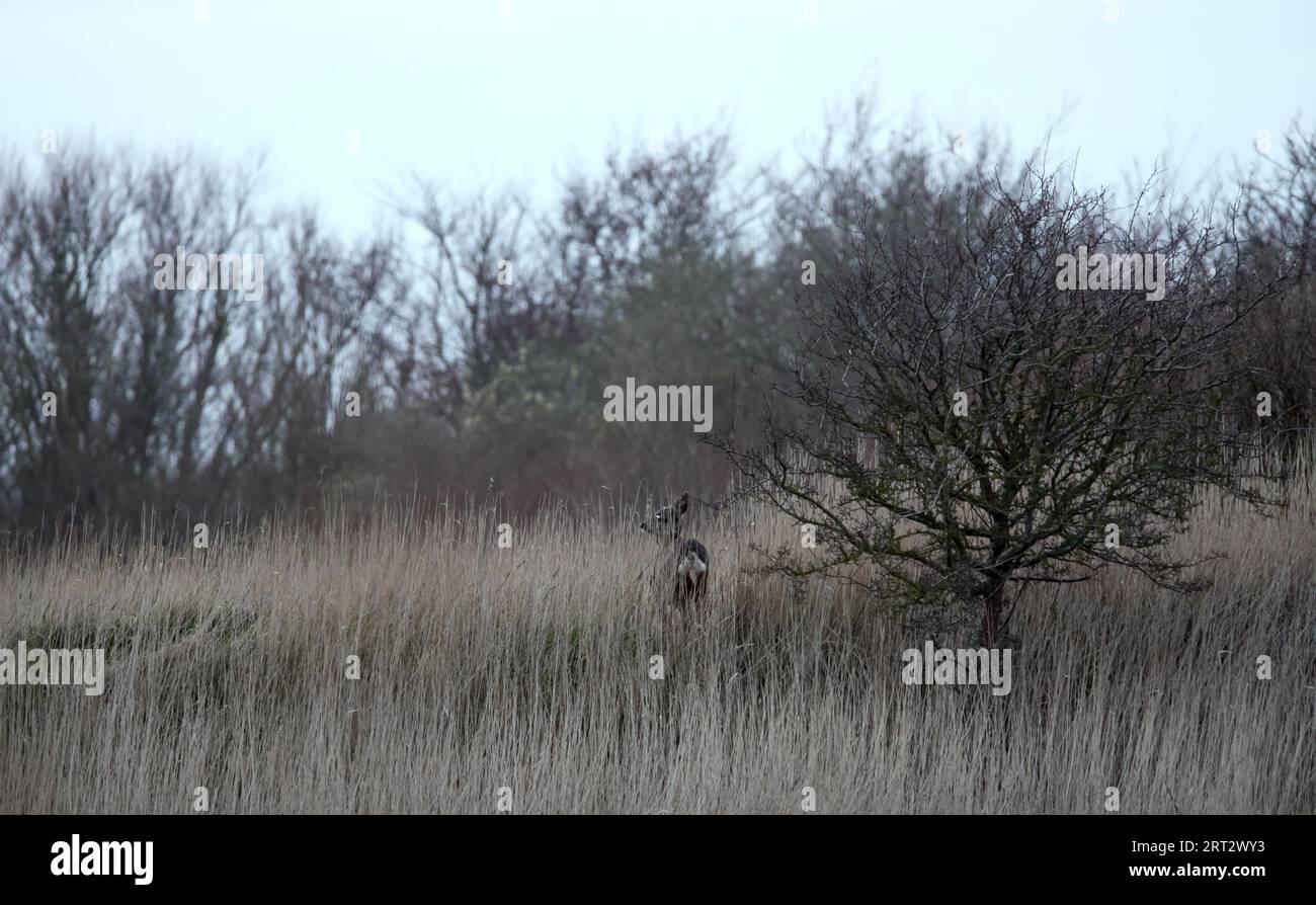 Hiding behind bush hi-res stock photography and images - Alamy