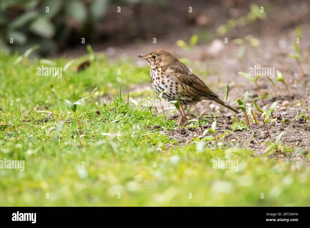Song Thrush in the Meadow Stock Photo - Alamy