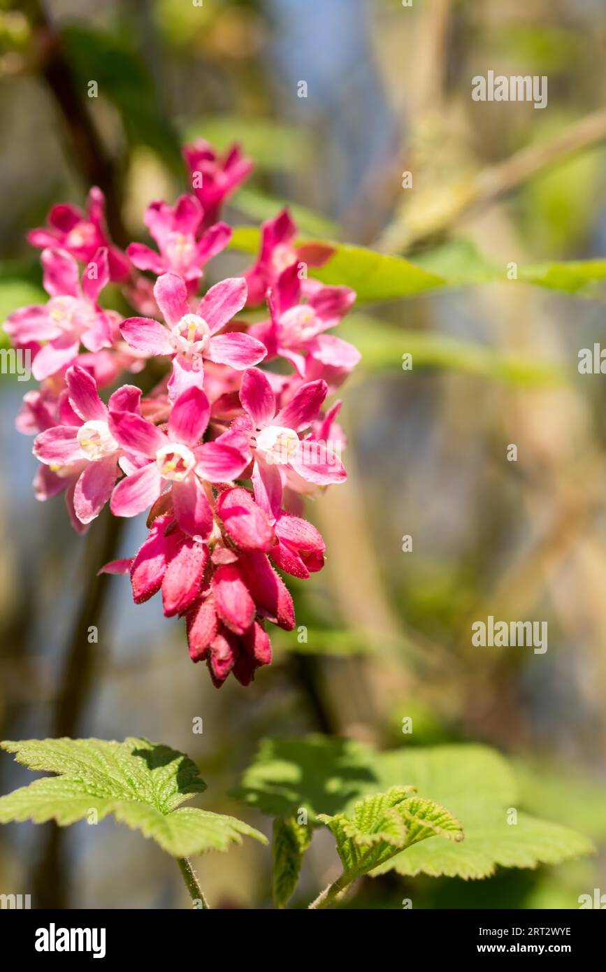 Blood currant flower hi-res stock photography and images - Alamy