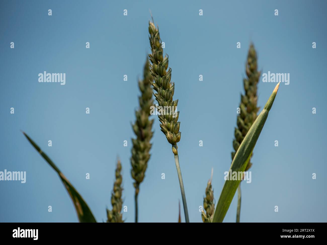 Soft varieties hi-res stock photography and images - Alamy