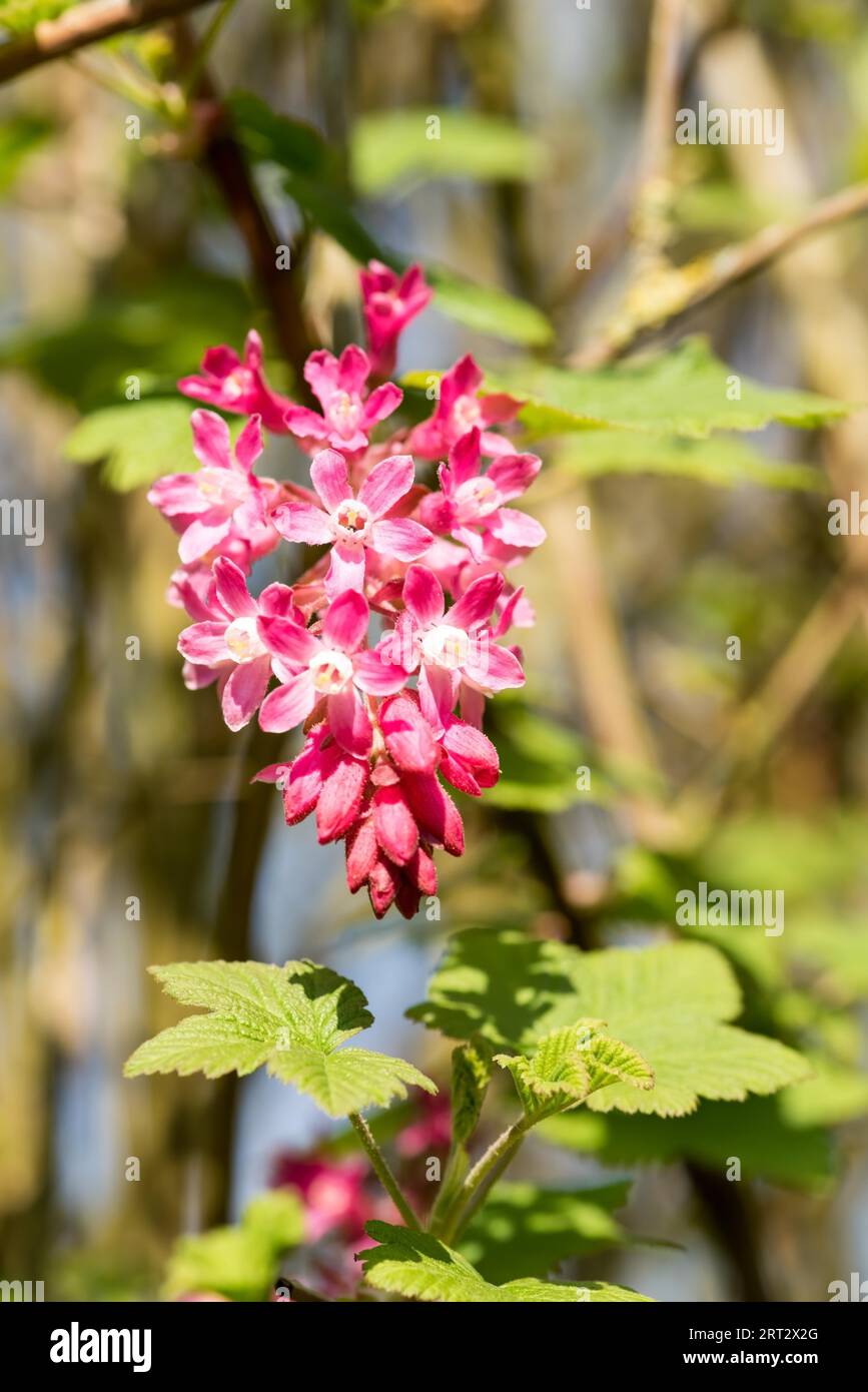 Blood berry hi-res stock photography and images - Alamy