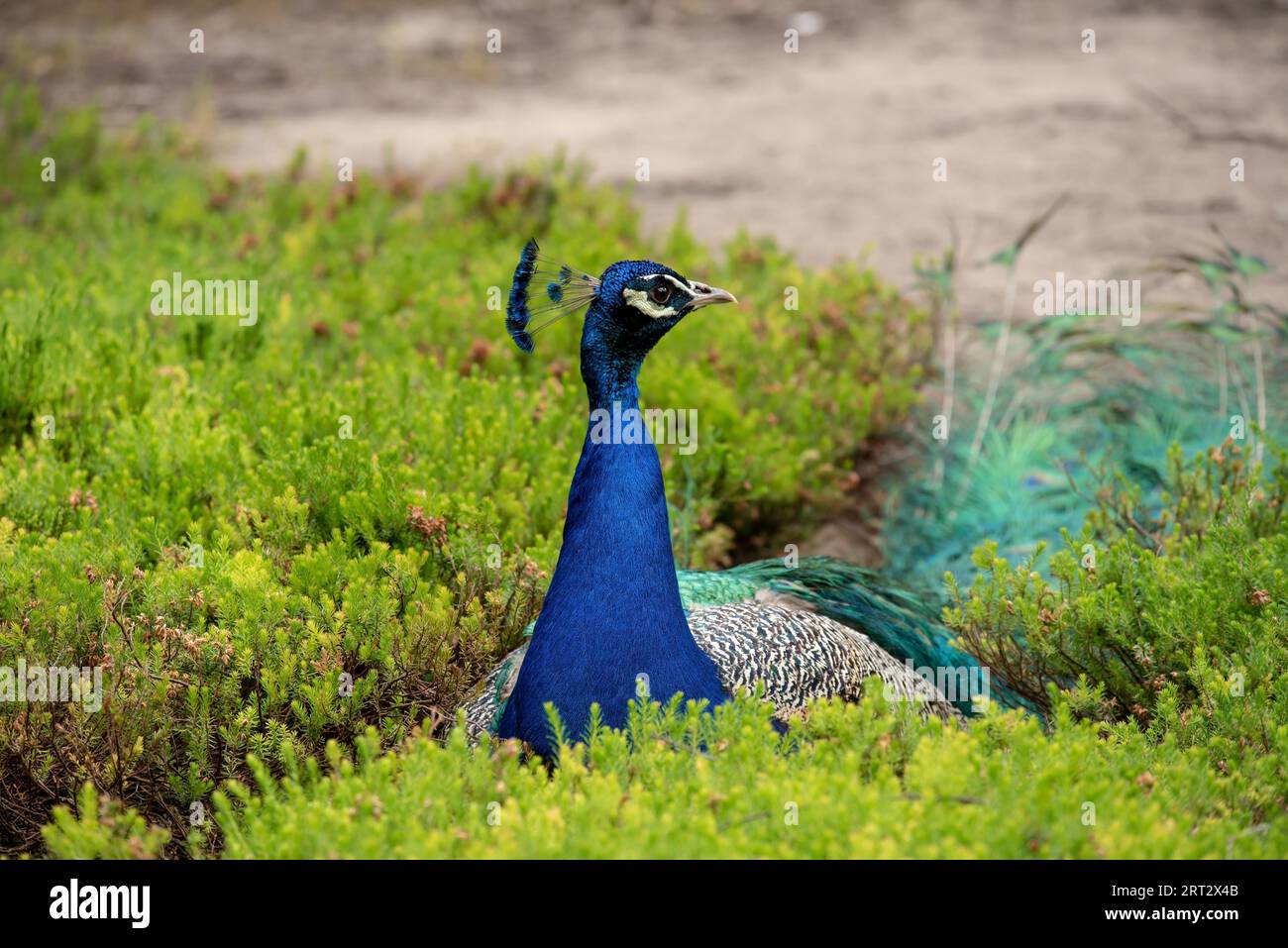 Peacock in sunlight hi-res stock photography and images - Alamy