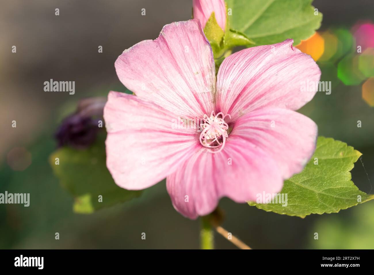 Malva genus hi-res stock photography and images - Alamy
