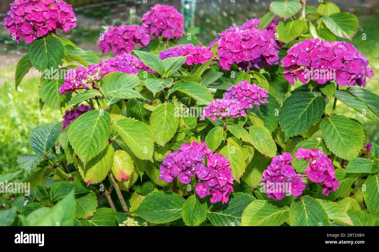 Hydrangea flowering in early summer Stock Photo - Alamy