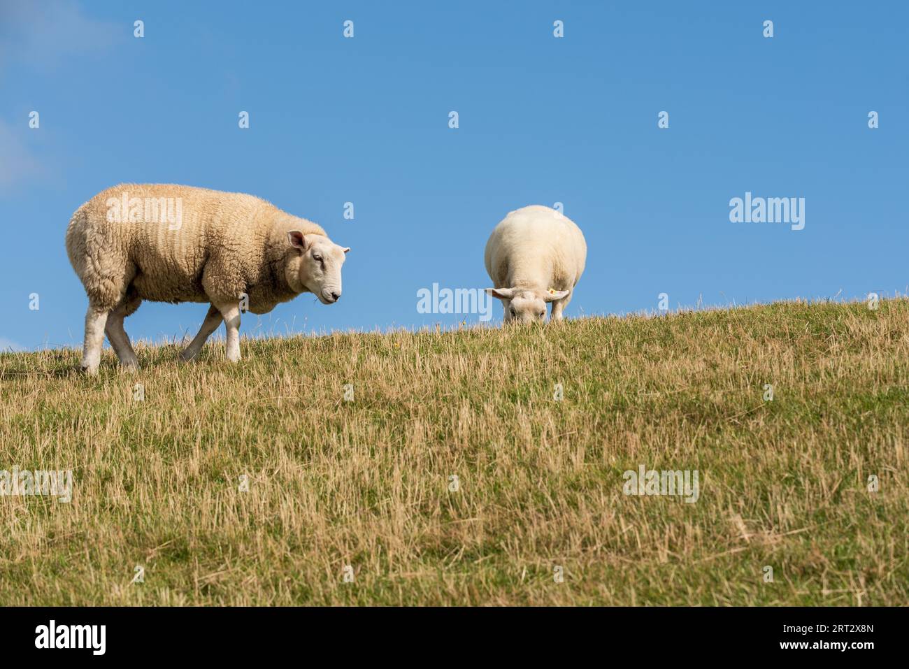 Sheep in dike maintenance Stock Photo - Alamy