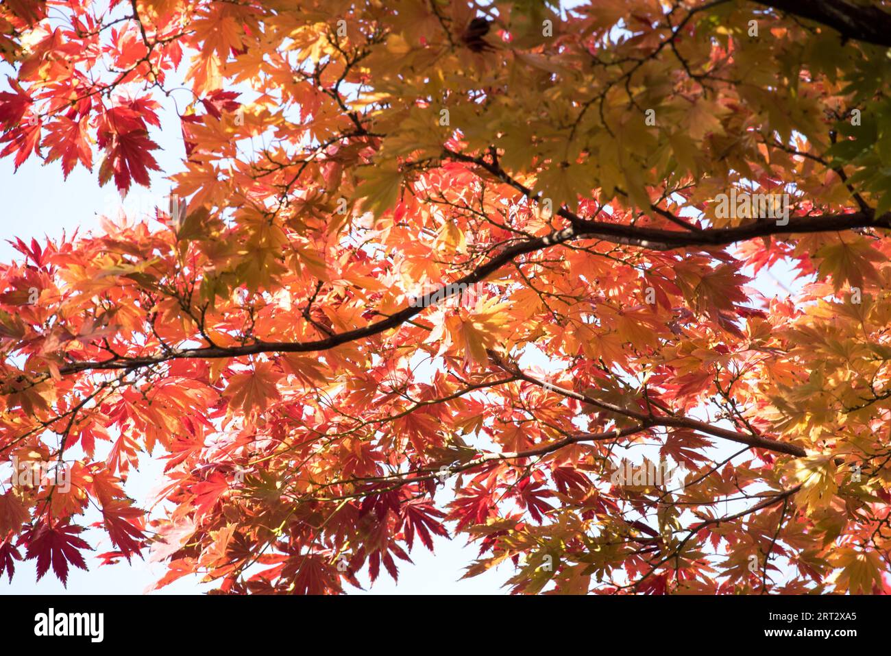 Autumn colours in October Stock Photo - Alamy