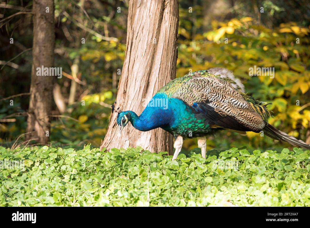 Peacock in sunlight hi-res stock photography and images - Alamy