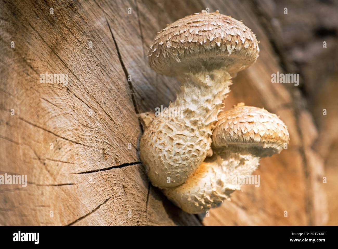Halli masch Tree stump in October with fungal infestation Stock Photo ...