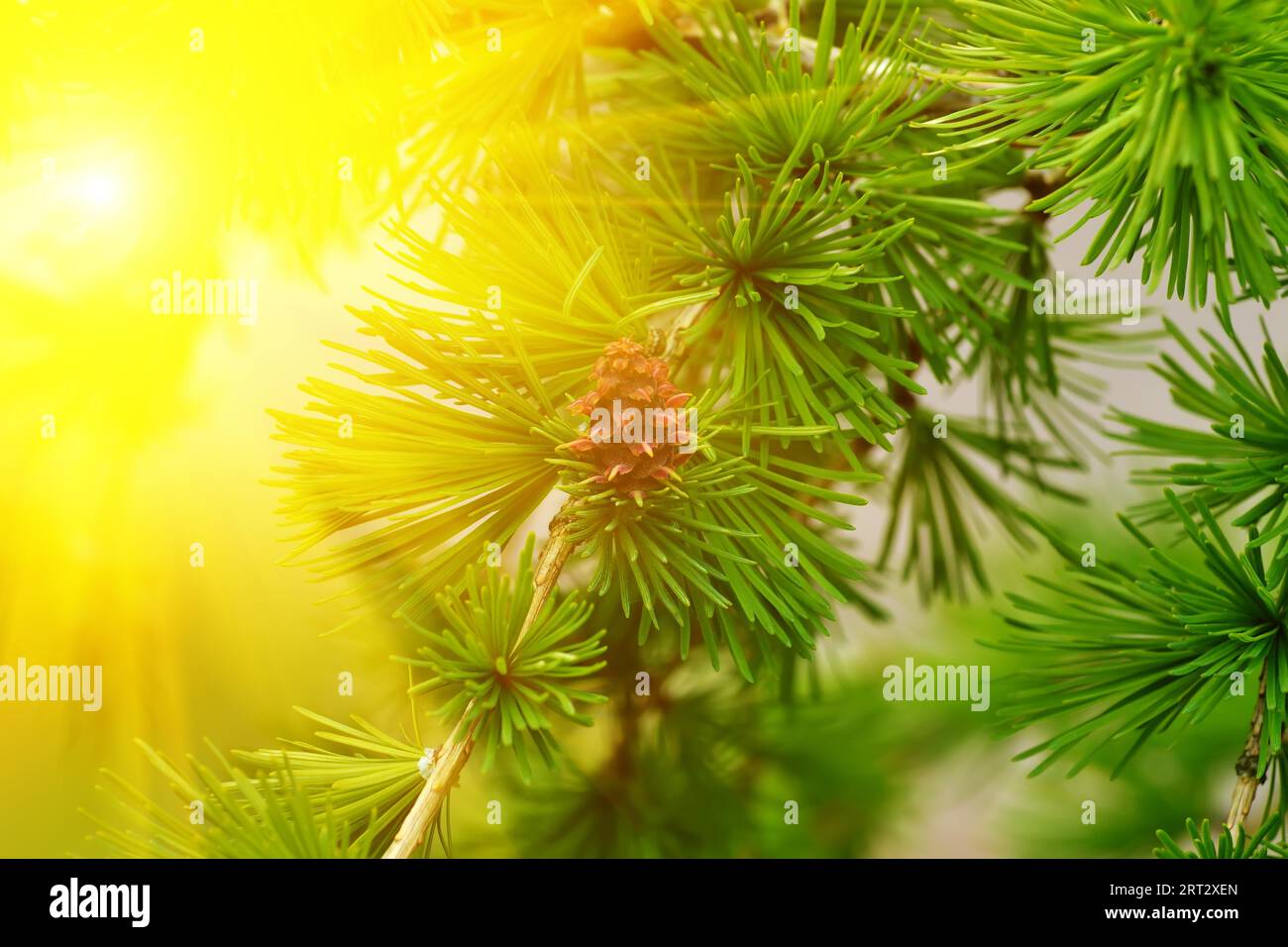 Of larch close hi-res stock photography and images - Alamy