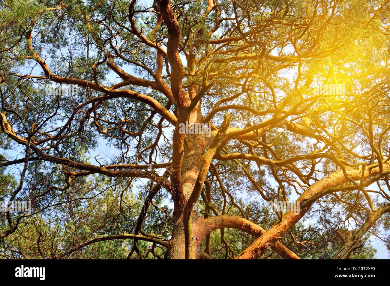 Pine trees close-up against the blue sky. Beautiful natural background ...