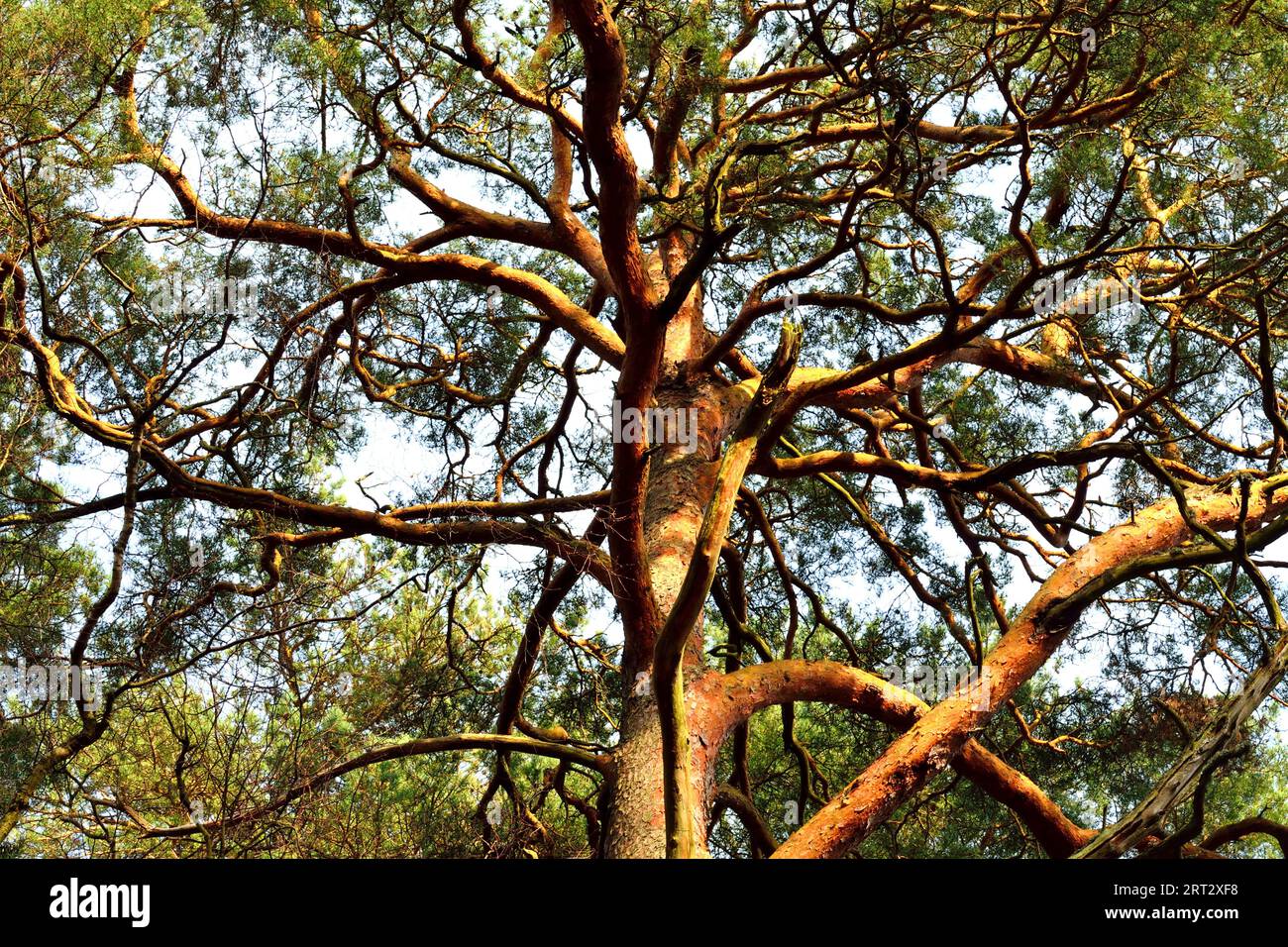 Pine trees close-up against the blue sky. Beautiful natural background ...