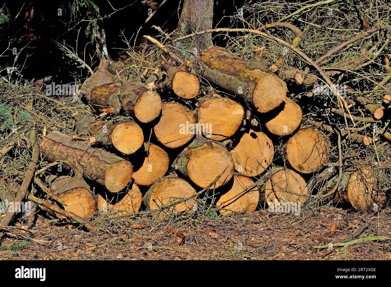 Woodpile of thick sawn tree trunks lying on the ground in the forest ...