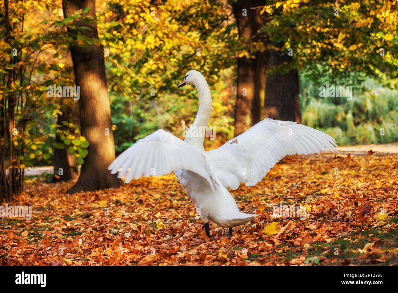 Beautiful swan with open wings in fallen autumn leaves, Lazienki Park ...