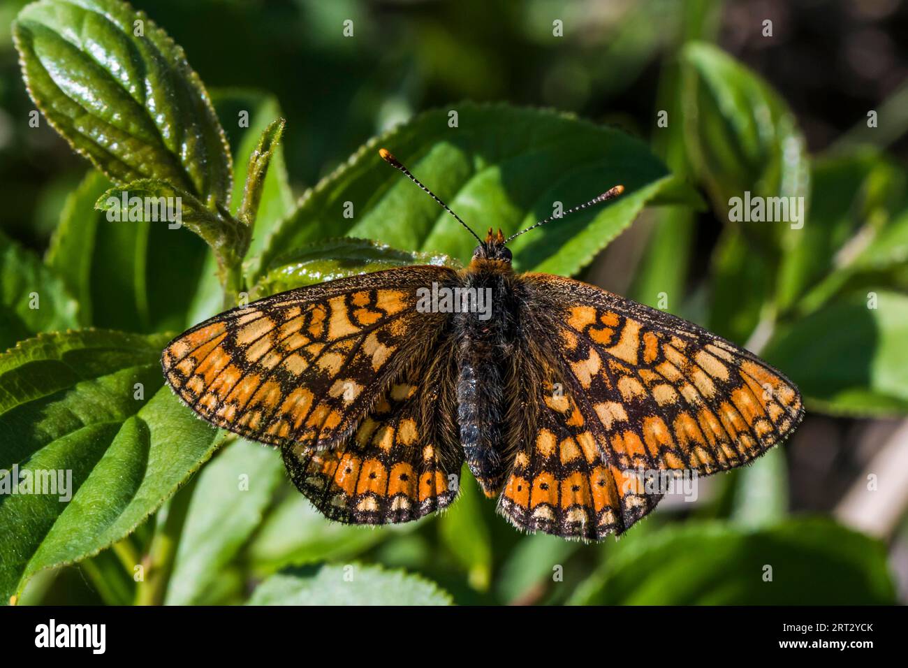 A golden fritillary resting on a blade of grass, A golden fritillary on ...