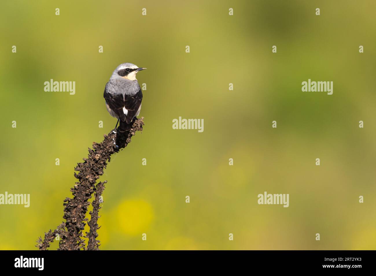 A wheatear rests on a branch, A common wheatear is searching for fodder ...