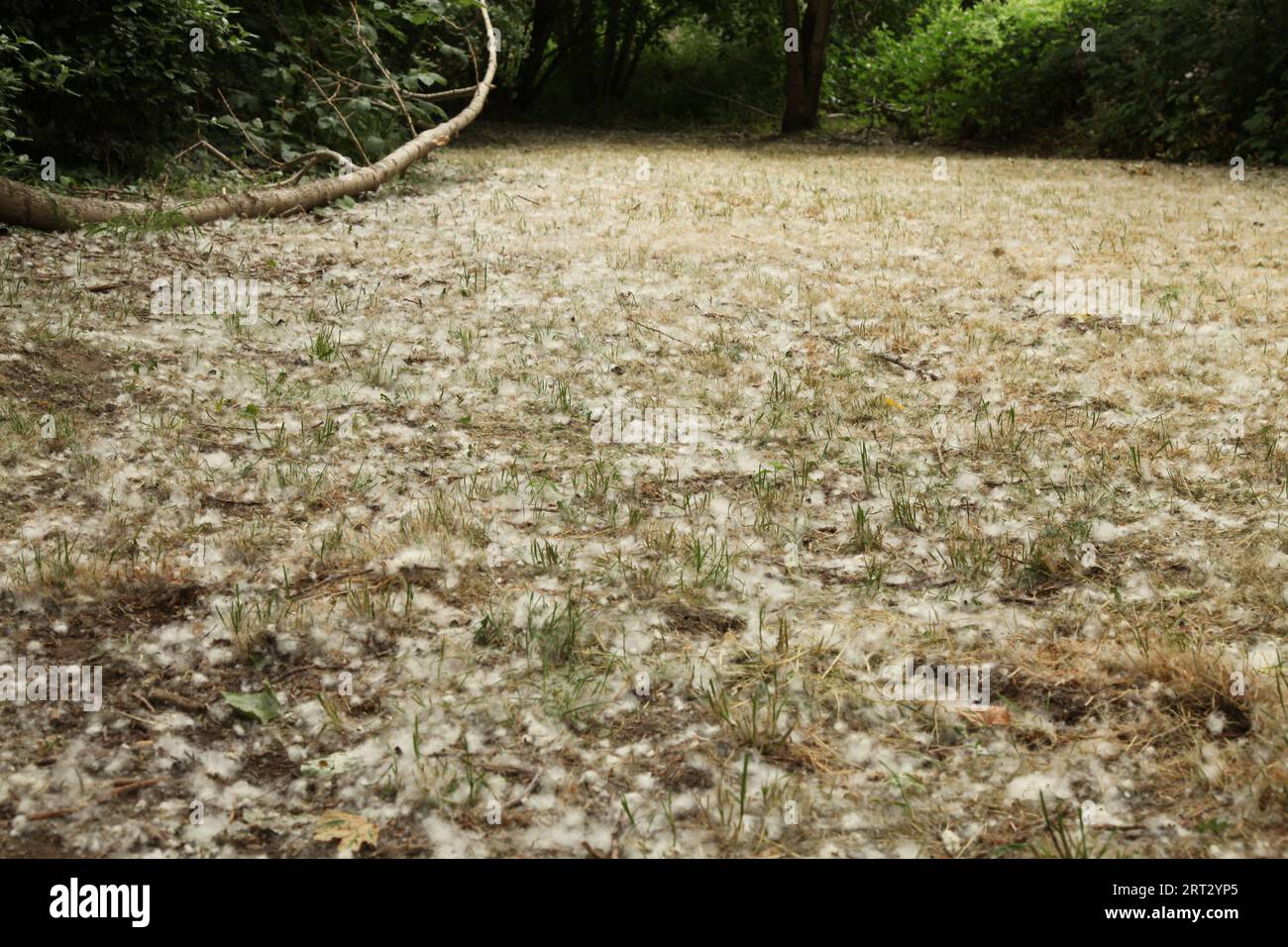fluffy, cotton-like seeds from female catkins of the White Poplar ...