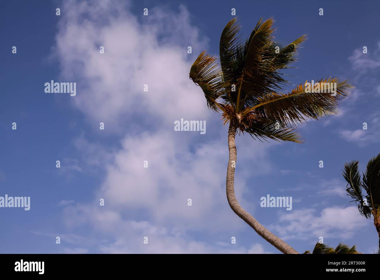 Palm tree growing bent trunk against blue sky, Caribbean, Dominican ...