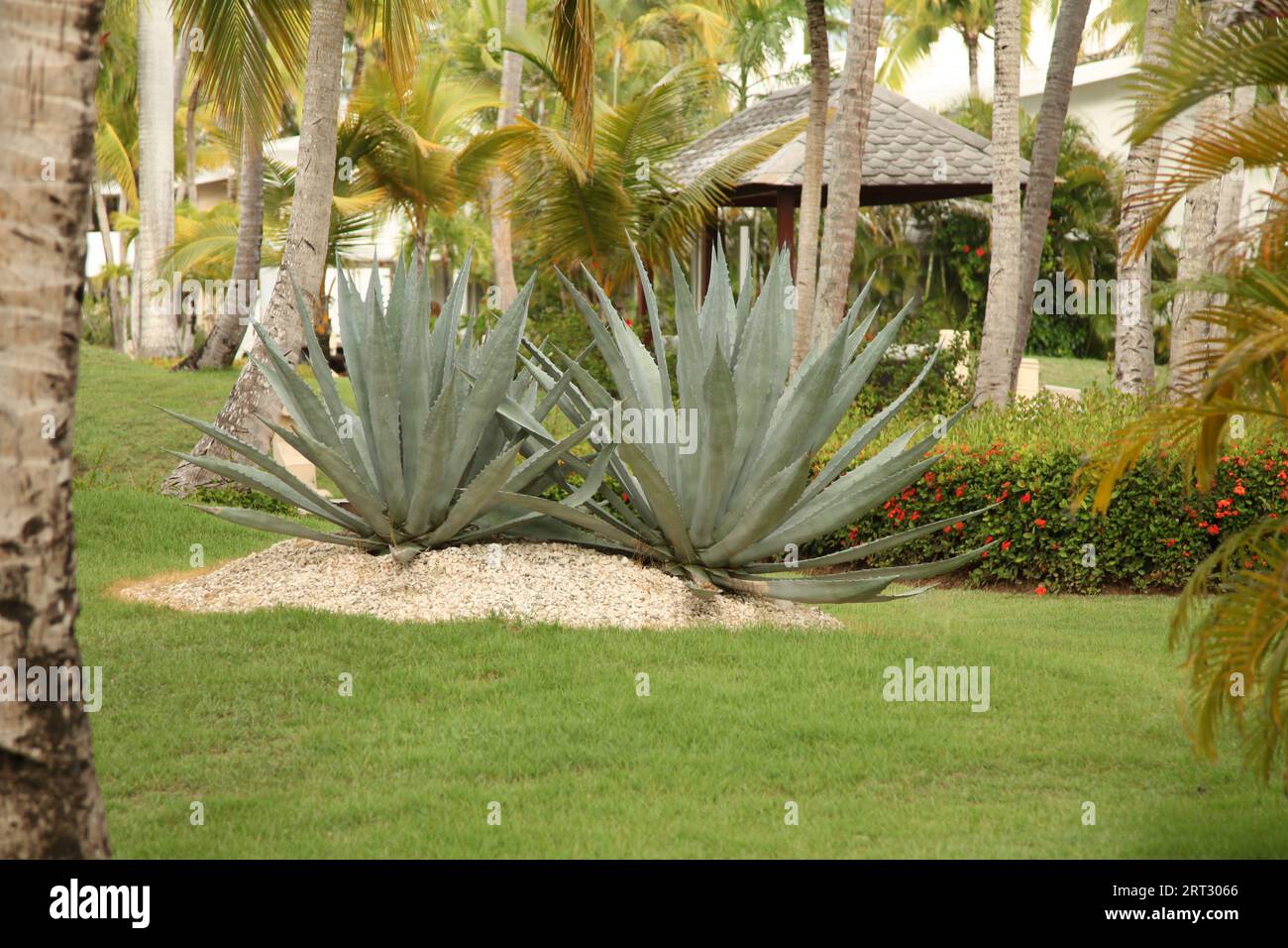 The Century Plant, Agave Americana, monocarpic, growing at Melia Caribe ...