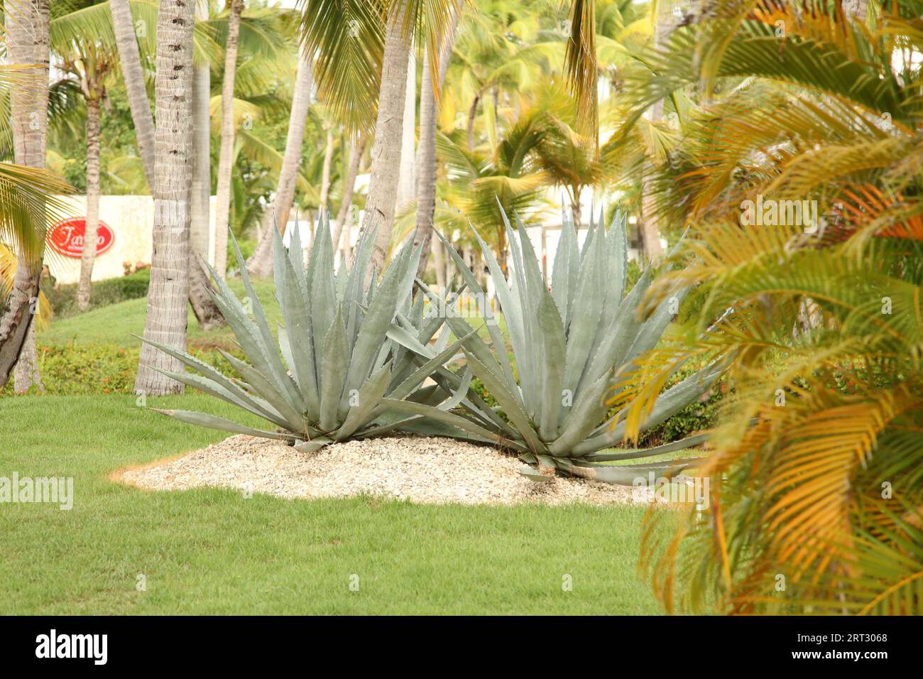 The Century Plant, Agave Americana, monocarpic, growing at Melia Caribe ...
