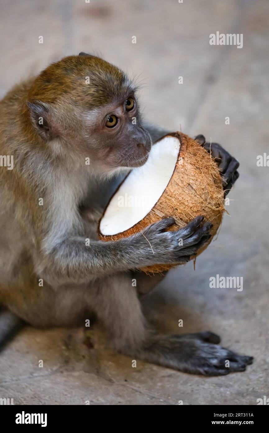 Silver leaf monkey eating a coconut at Batu Caves, Kuala Lumpur ...