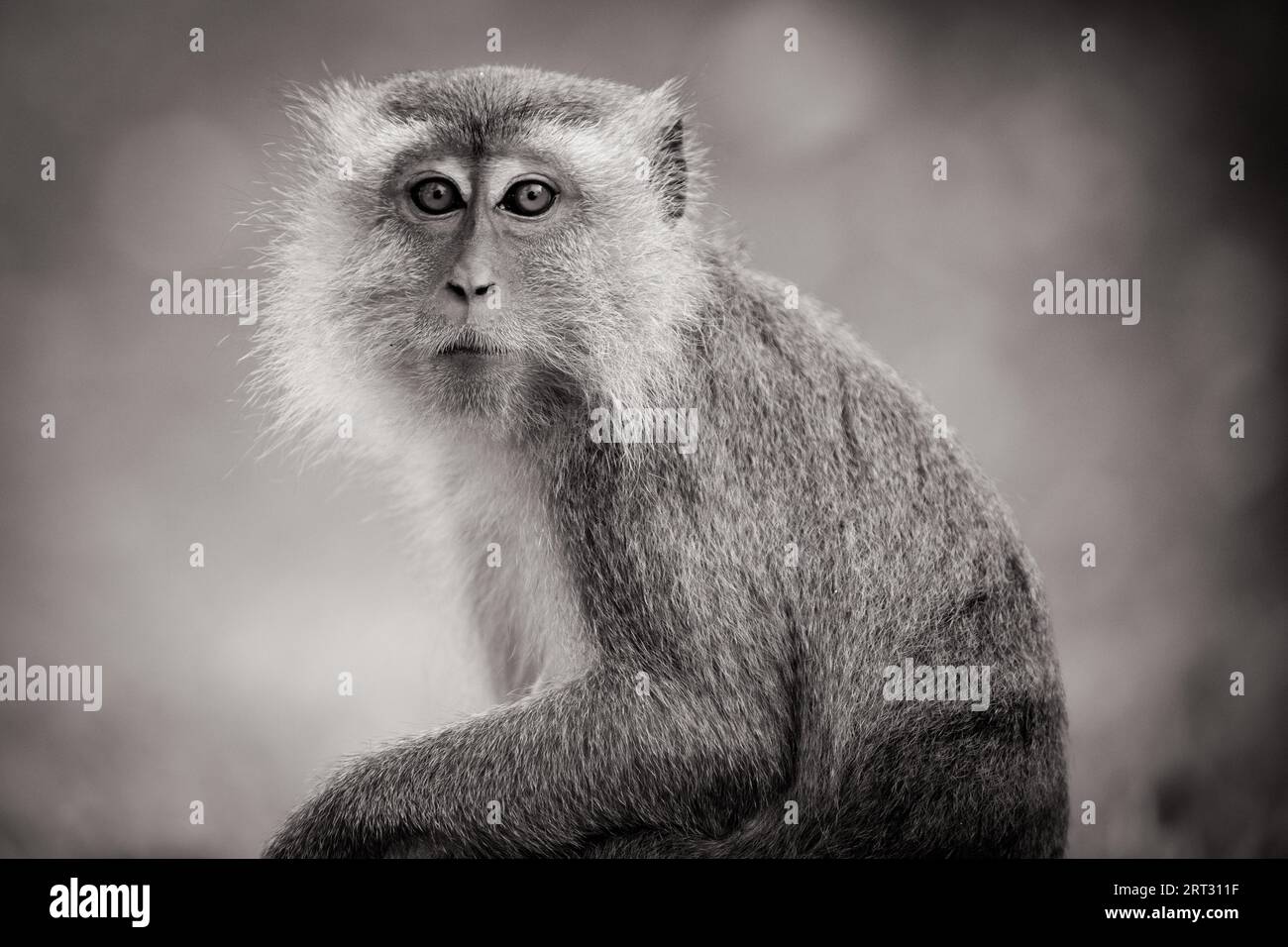 Silver leaf monkey at Melawati Hill, Kuala Selangor, Malaysia Stock ...