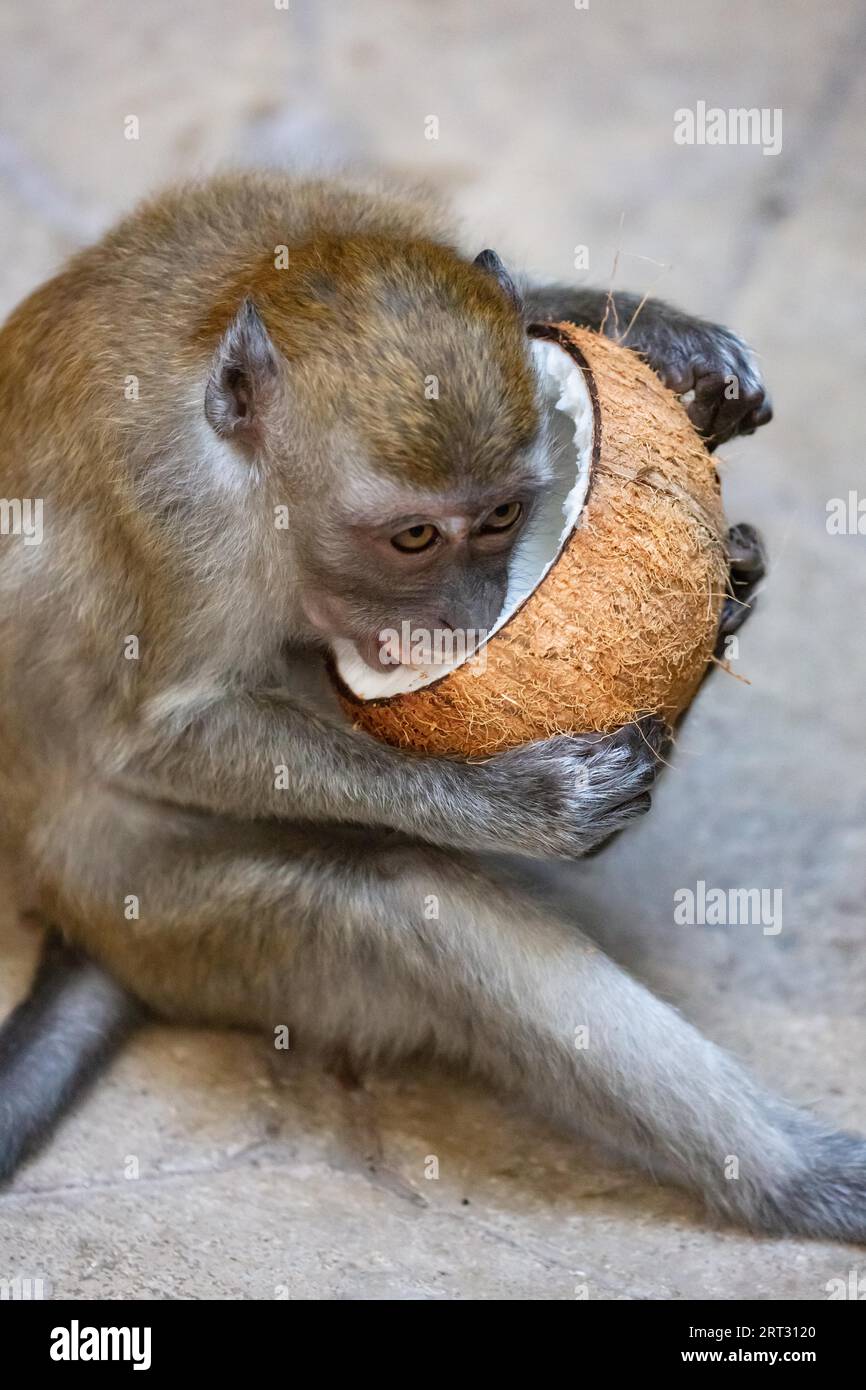 Silver leaf monkey eating a coconut at Batu Caves, Kuala Lumpur ...
