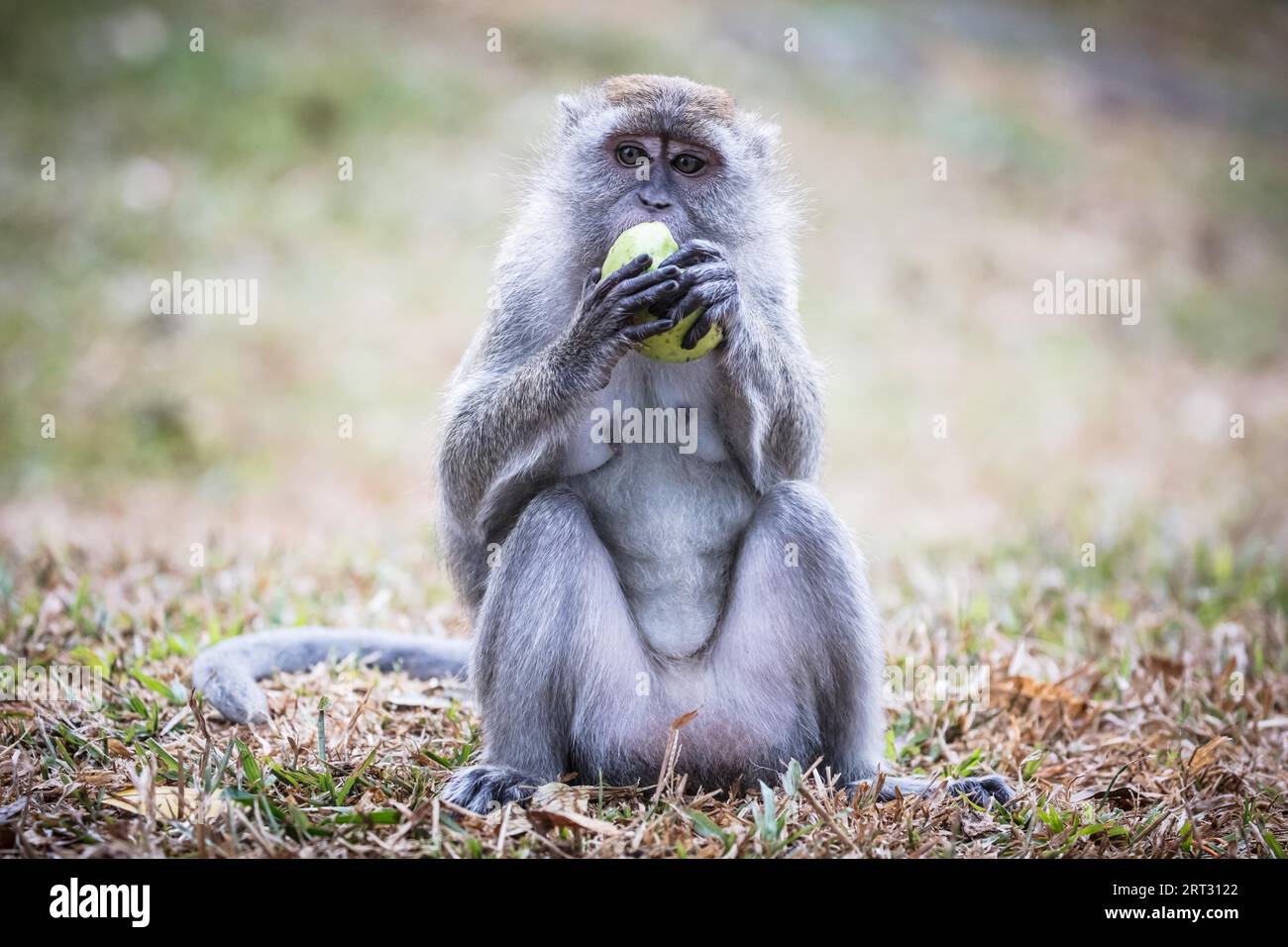 Silver leaf monkey eating hi-res stock photography and images - Alamy