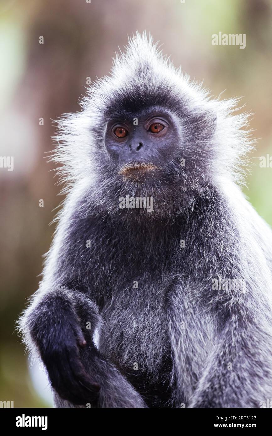 Silver leaf monkey at Melawati Hill, Kuala Selangor, Malaysia Stock ...